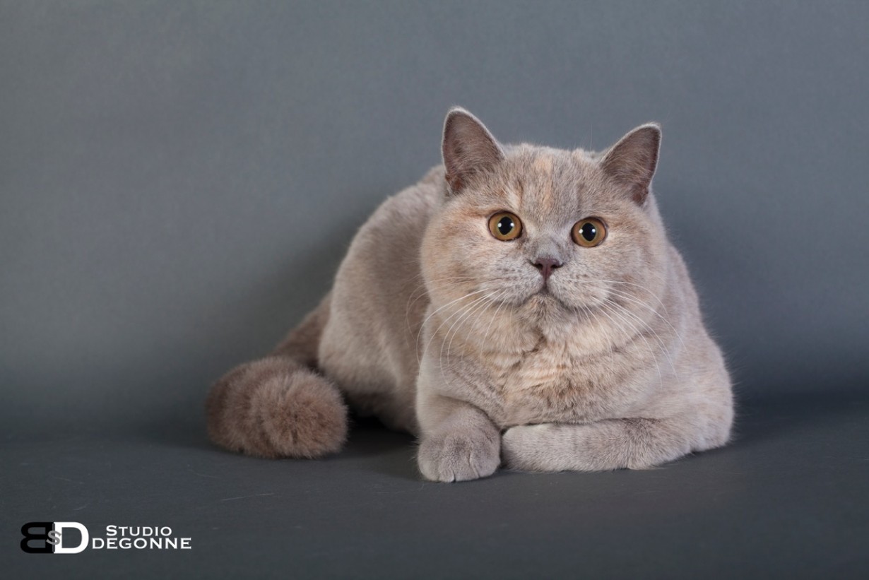 Club de race chat British. Be a British Cat