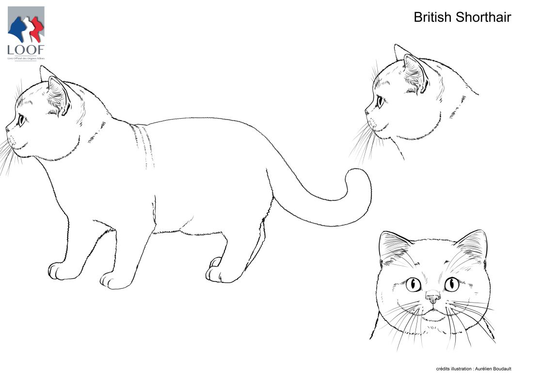 Les standards British LOOF - Be a British Cat