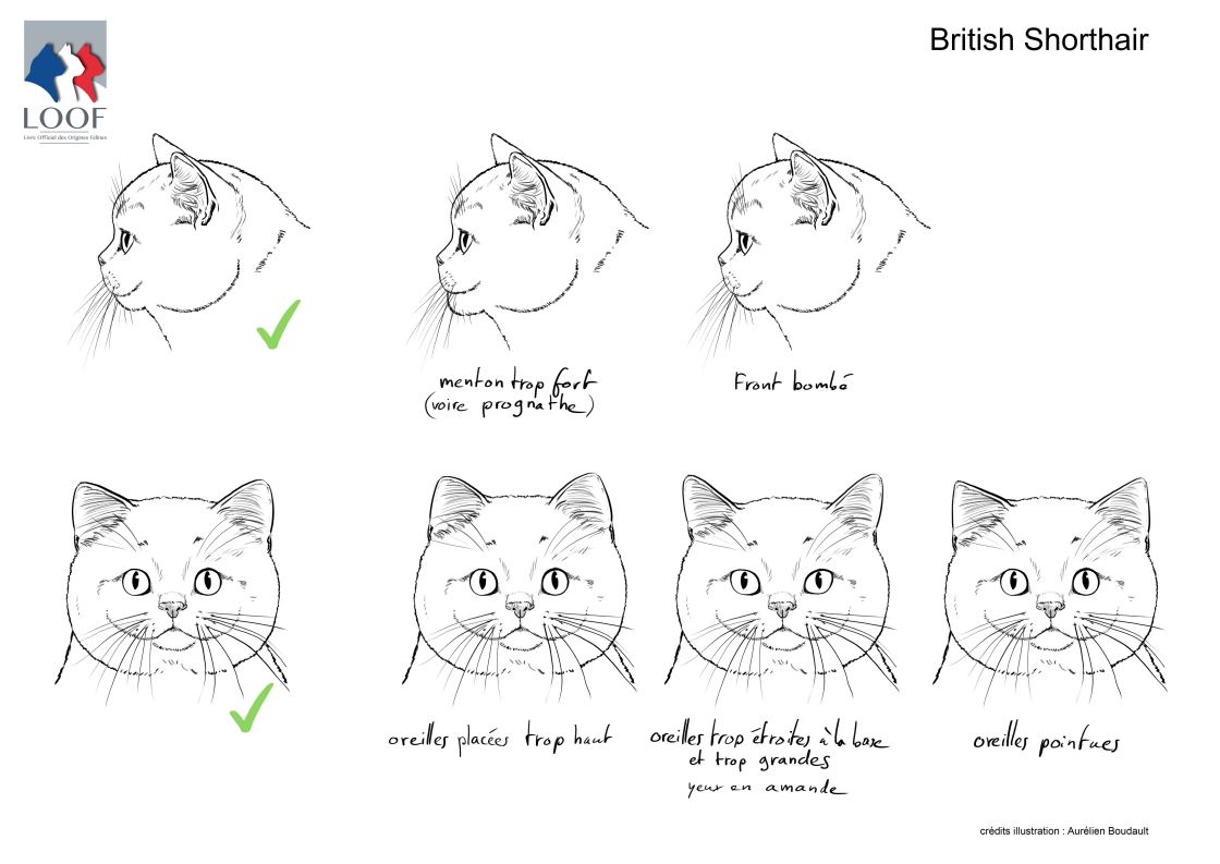 Les standards British LOOF - Be a British Cat