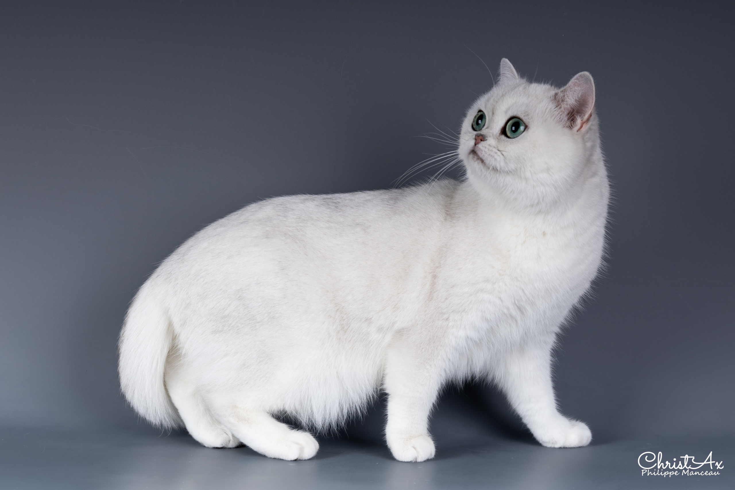 31 - Chatterie Fluffy Moon Cats - Be a British Cat