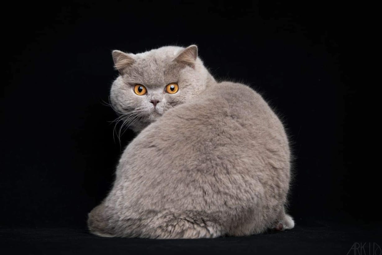 Club de race chat British. Be a British Cat