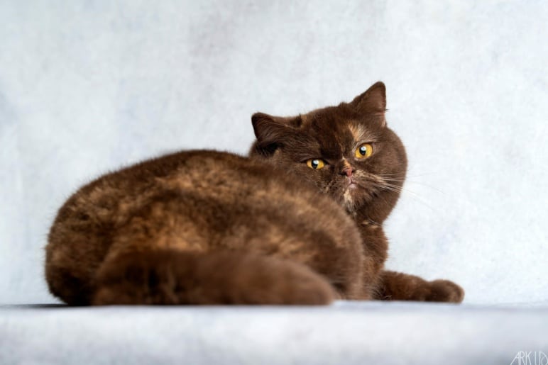 Club de race chat British. Be a British Cat