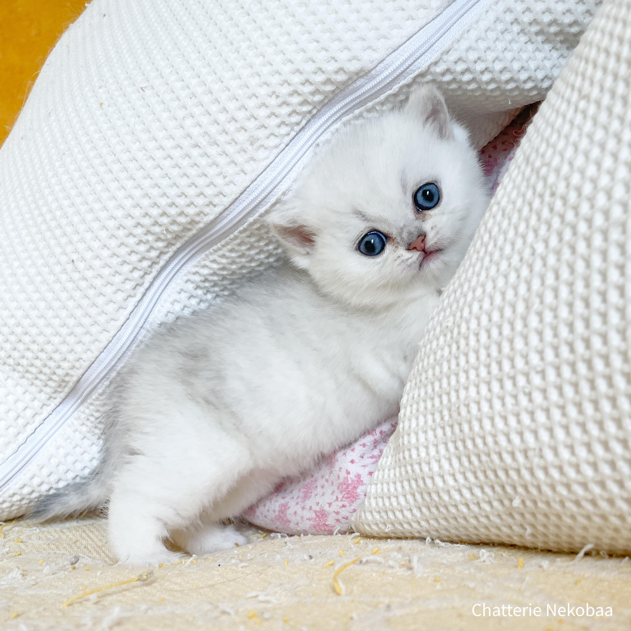 Le Silver - Be a British Cat